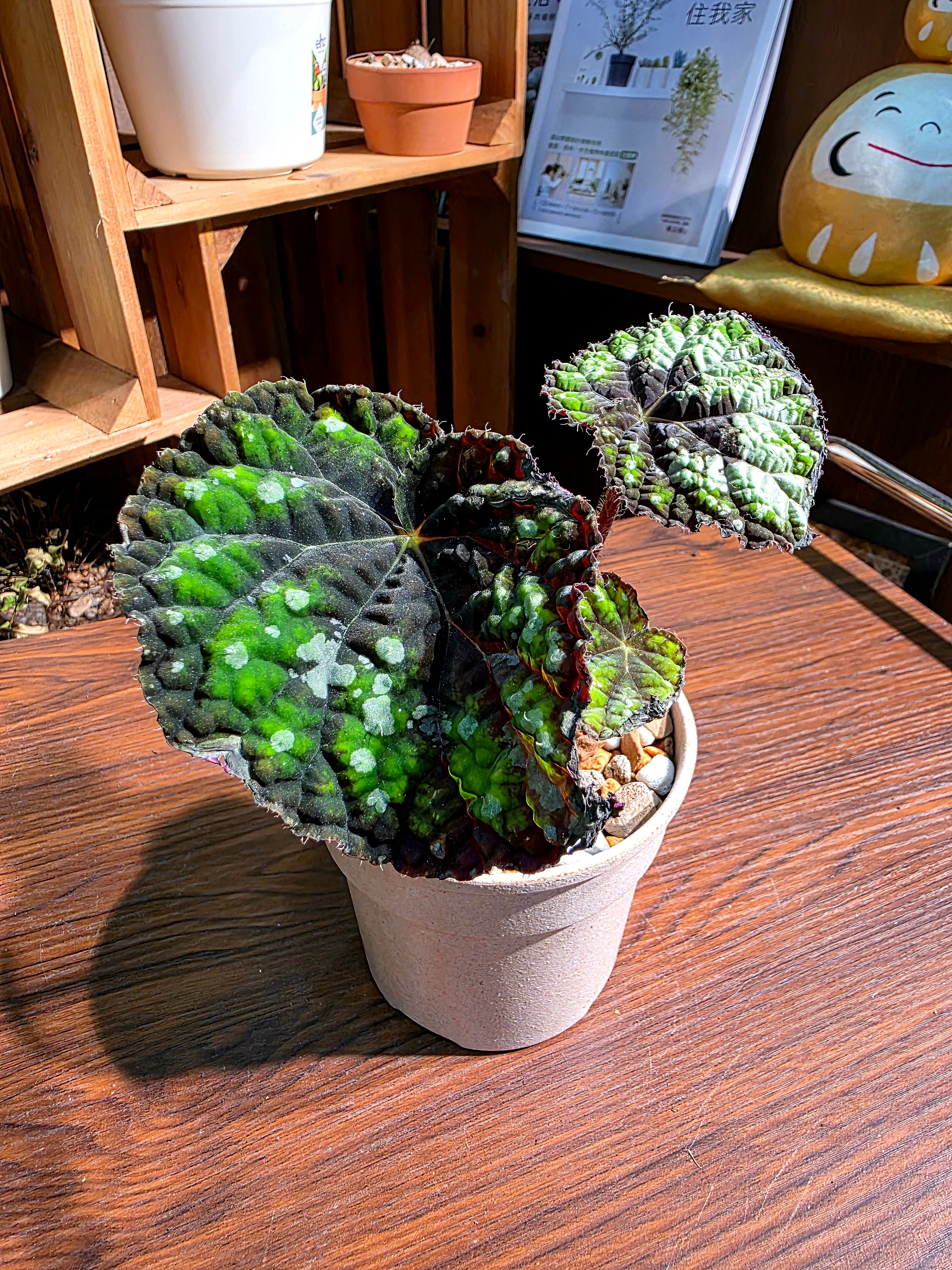 Begonia humilis – ChillPLANTS