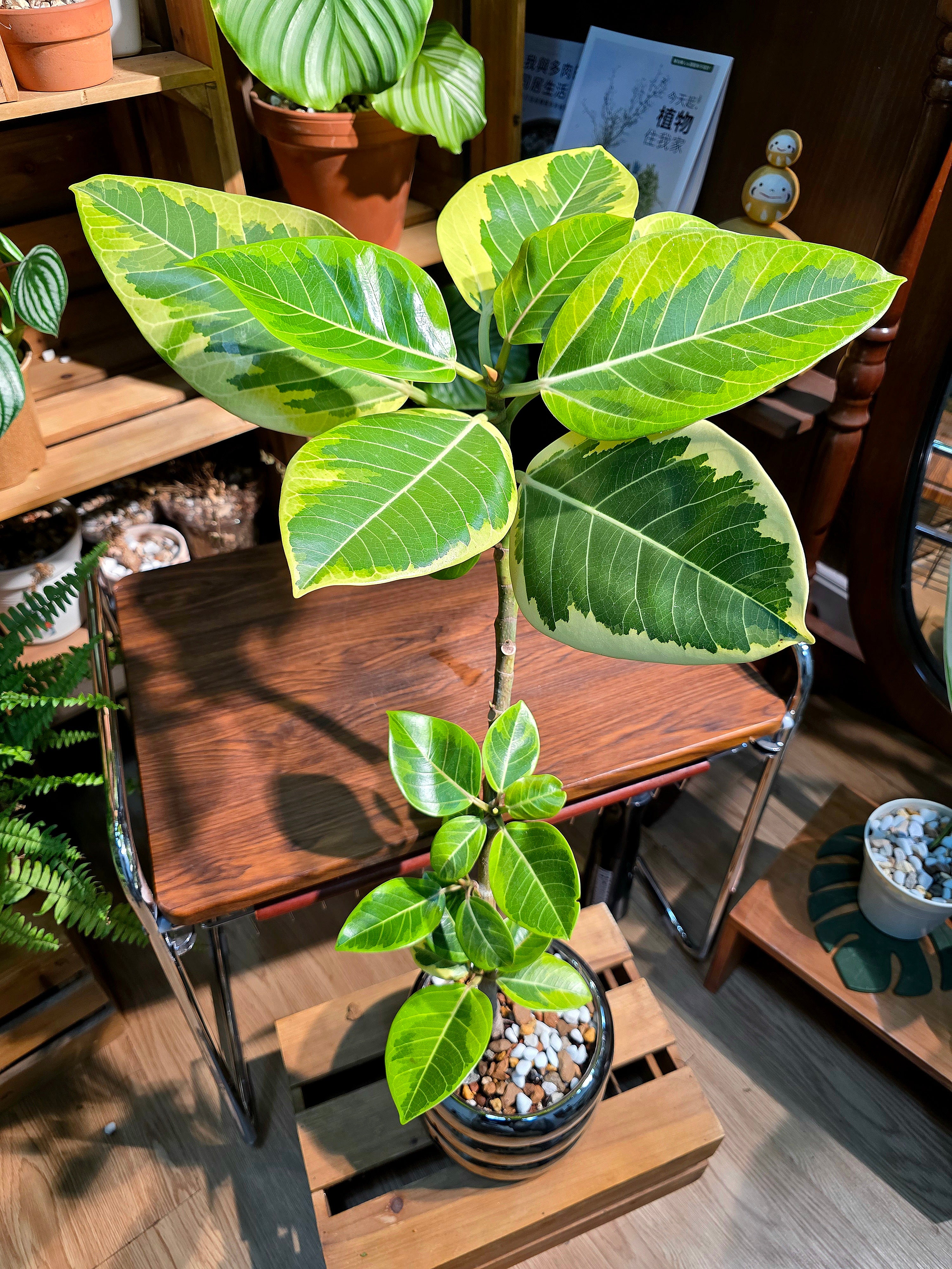 Ficus Microcarpa Golden Leaf 黃金榕 – ChillPLANTS